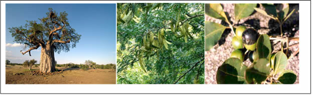 Traditional Leafy Vegetables: Africa’s Hope for Tackling Malnutrition ...